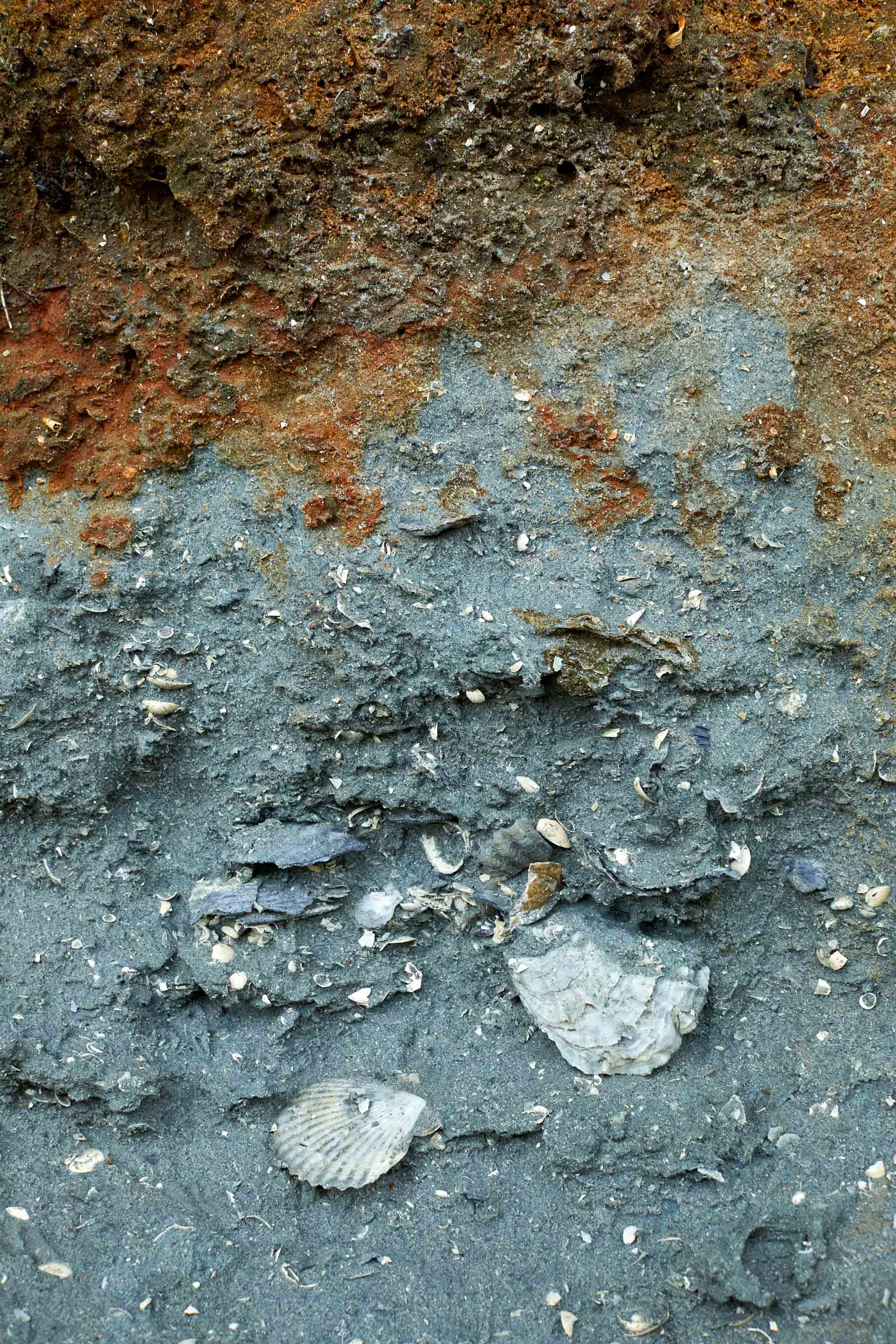 THE WHALES OF FISHING CREEK - Climate Lessons From the Pliocene